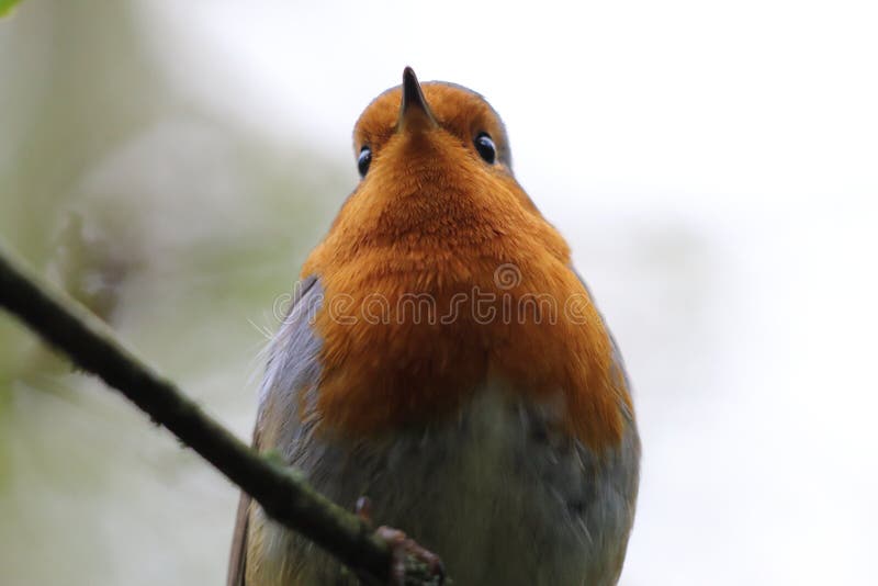 A Robin Singing in a Tree in the Forest Stock Photo - Image of people ...