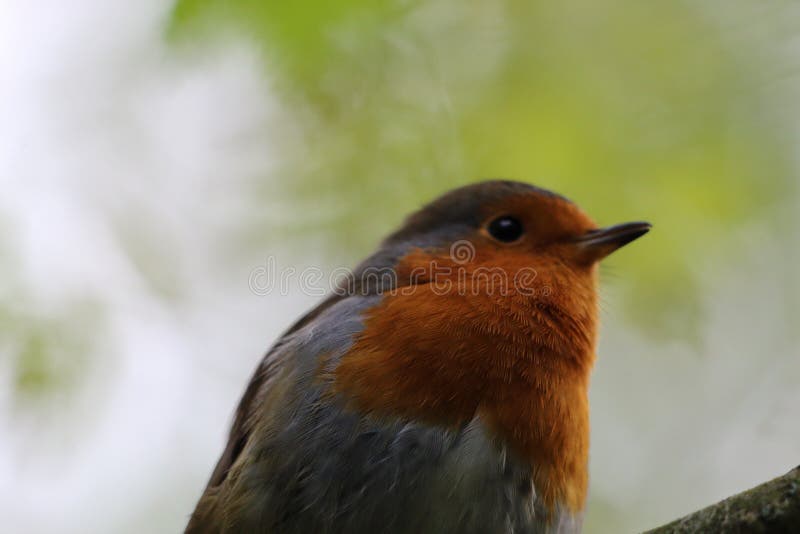 A Robin Singing in a Tree in the Forest Stock Photo - Image of animal ...