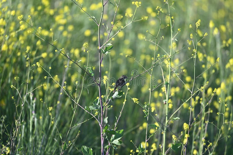 Robin Singing among Beech Leaves in Spring Stock Image - Image of beech ...