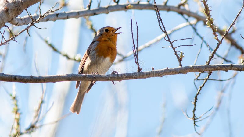 Robin Sings Sitting on a Tree Branch in Spring Stock Photo - Image of ...