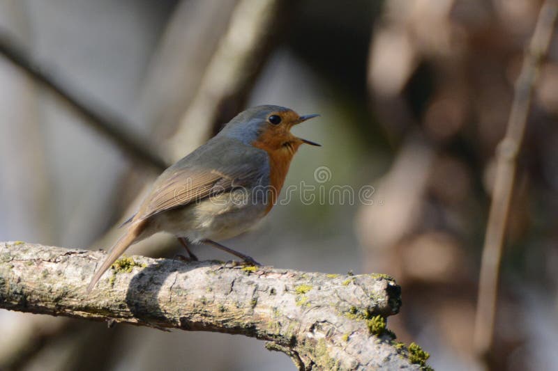Singing stock image. Image of spring, robin, nature - 100217361