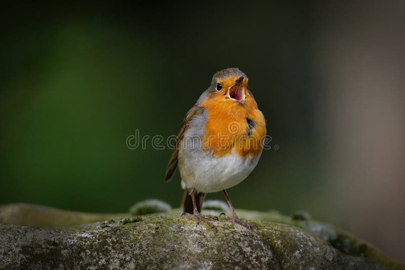 Robin Sings Wide Open Beak Stock Photos - Free & Royalty-Free Stock ...