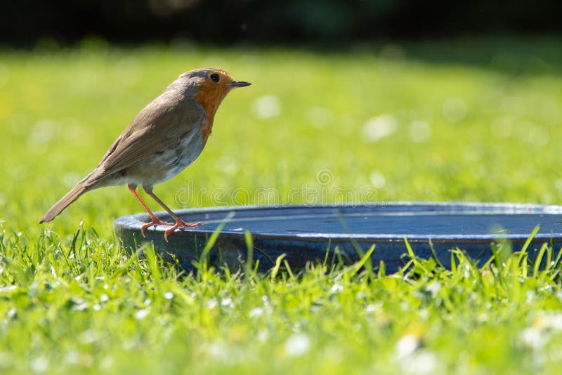 Robin Sits at a Bird Bath Which is in a Meadow, Erithacus Rubecula ...
