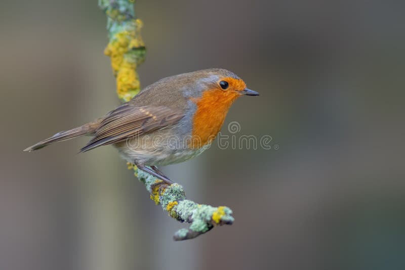 A robin sits on a branch stock photo. Image of natural - 250197938