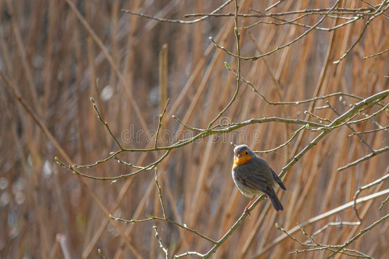 Robin Sits on a Branch and Looks into the Camera Stock Image - Image of ...