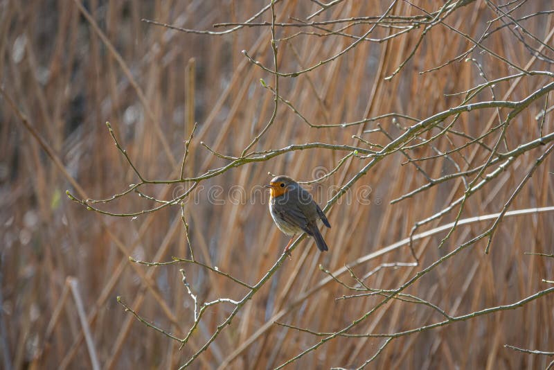 Robin Sits on a Branch and Looks into the Camera Stock Image - Image of ...