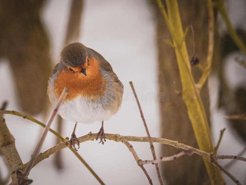 Robin Sits on a Branch in Winter and Looks at the Camera Stock Photo ...