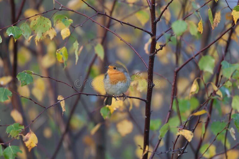 Robin Sitting on Autumn Branches Stock Photo - Image of grass, forest ...