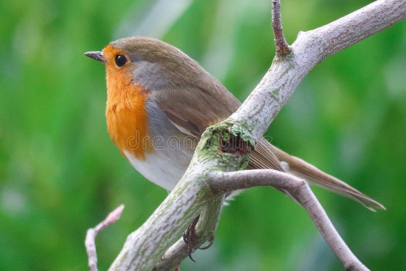 Robin sitting on branch stock image. Image of beak, wildlife - 277053025