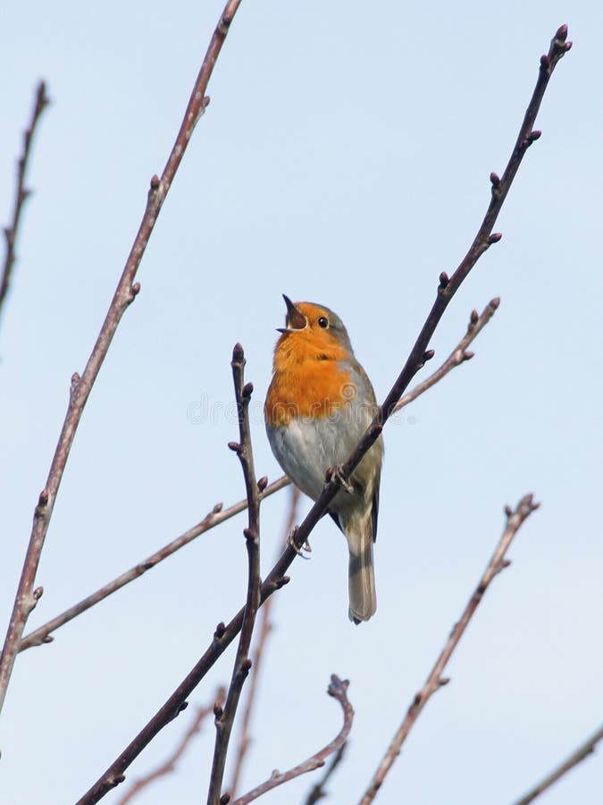 Robin Red Breast - singing stock image. Image of bird - 139485951