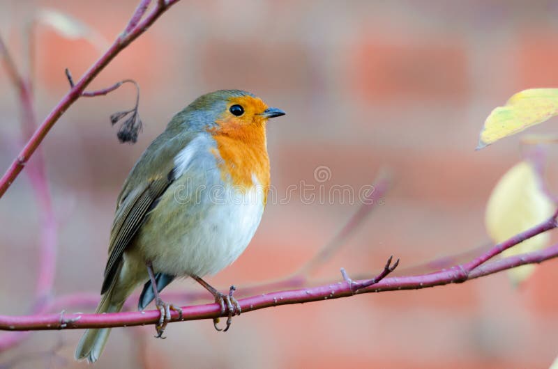 Robin sitting on a branch stock photo. Image of natural - 105476950