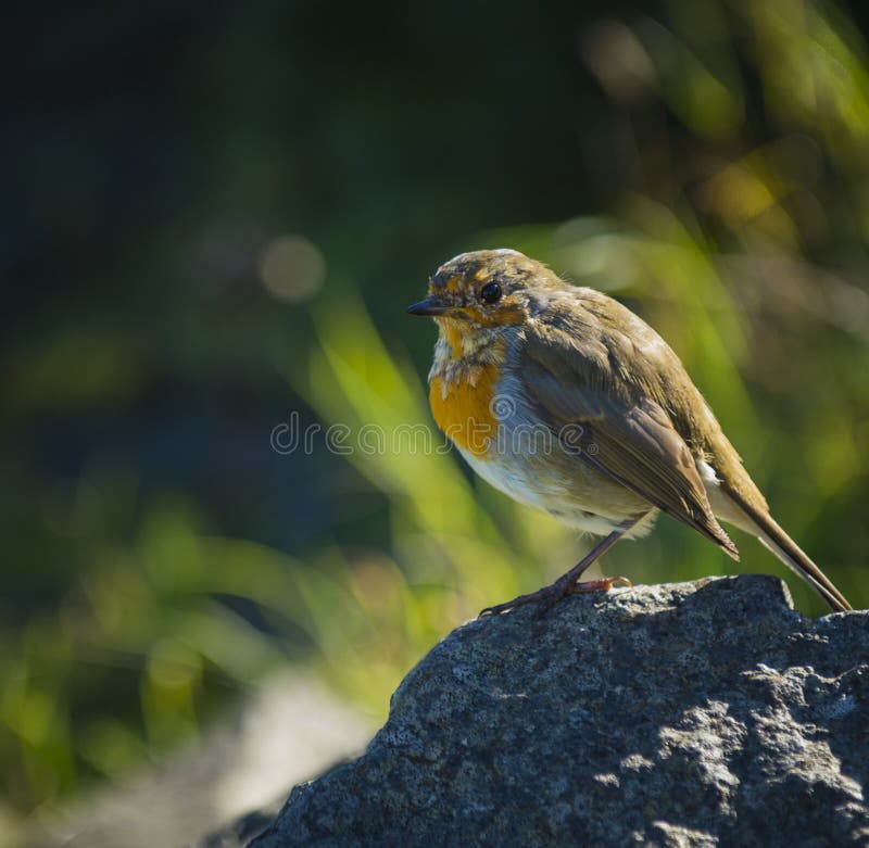 A Robin Sitting on a Stone on a Sunny Day Stock Image - Image of sunny ...