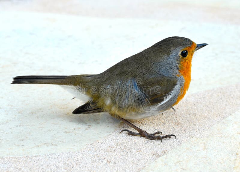 Robin sitting on a stone stock image. Image of selective - 70658945