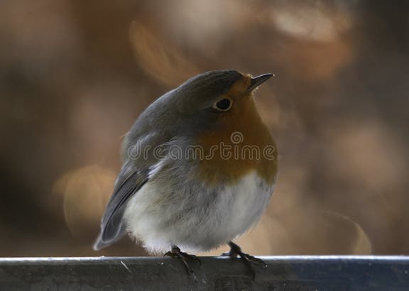 Robin stock photo. Image of wildlife, taking, animal - 332280630