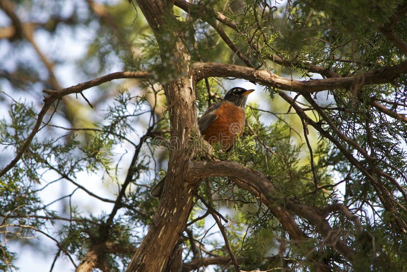 Robin Sitting on Tree Branch Stock Image - Image of warm, parks: 62313083