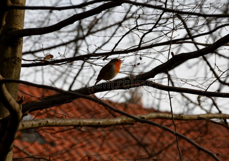 Robin is about the Size of a Sparrow. it Has a Spherical Body with a ...