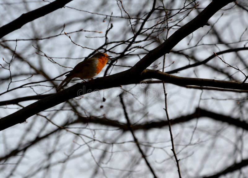 Robin is about the Size of a Sparrow. it Has a Spherical Body with a ...
