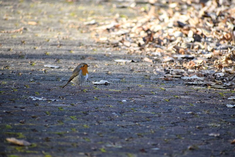 Robin stock image. Image of small, bird, robin, covered - 136467187