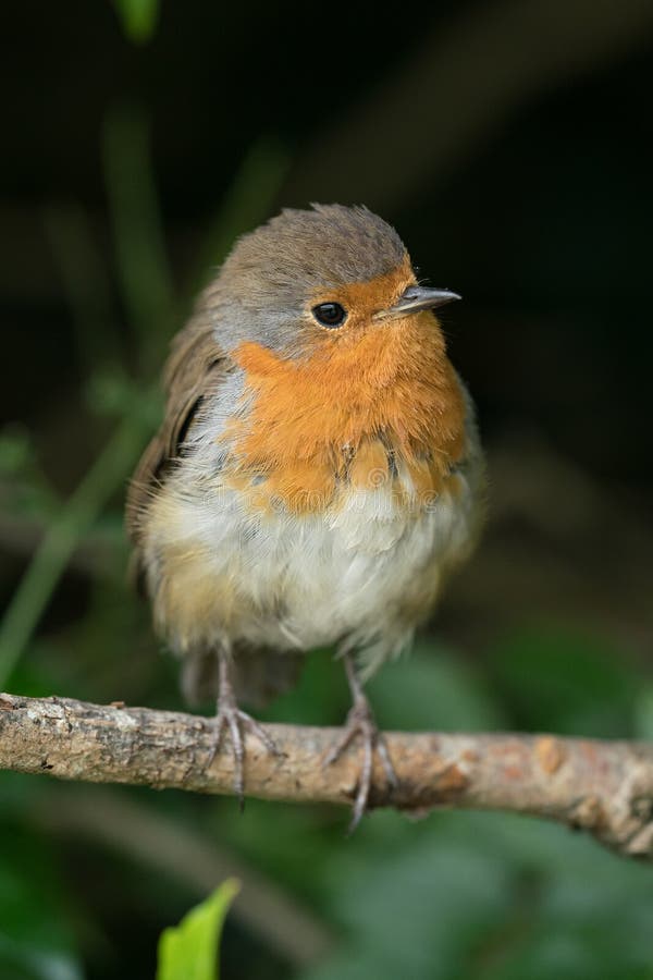 Small Robin on a branch stock photo. Image of bird, iron - 170610142