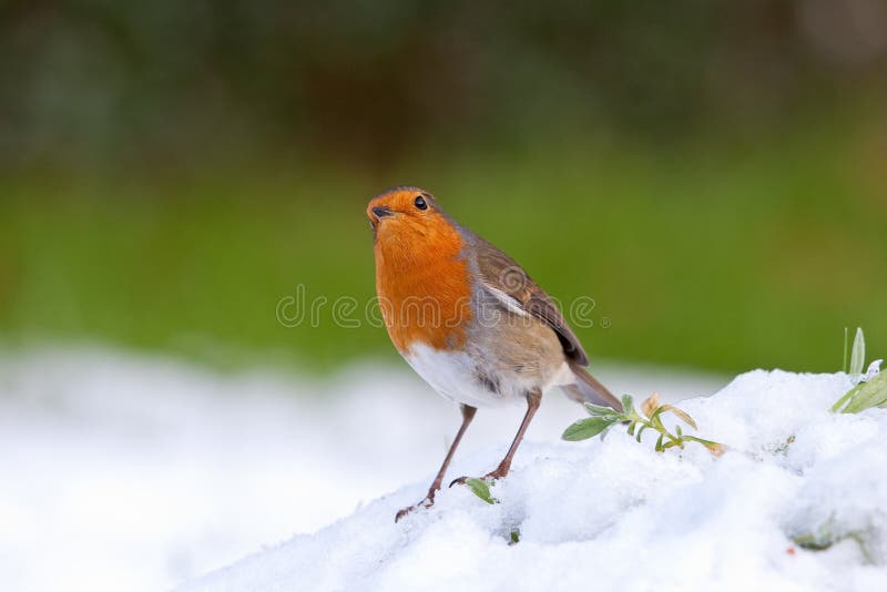 Christmas Winter Robin on Icy Snowy Ground Stock Photo - Image of ...