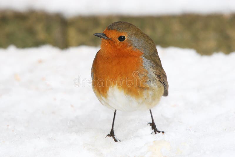 Robin in Snow. stock photo. Image of winter, cold, common - 12454092