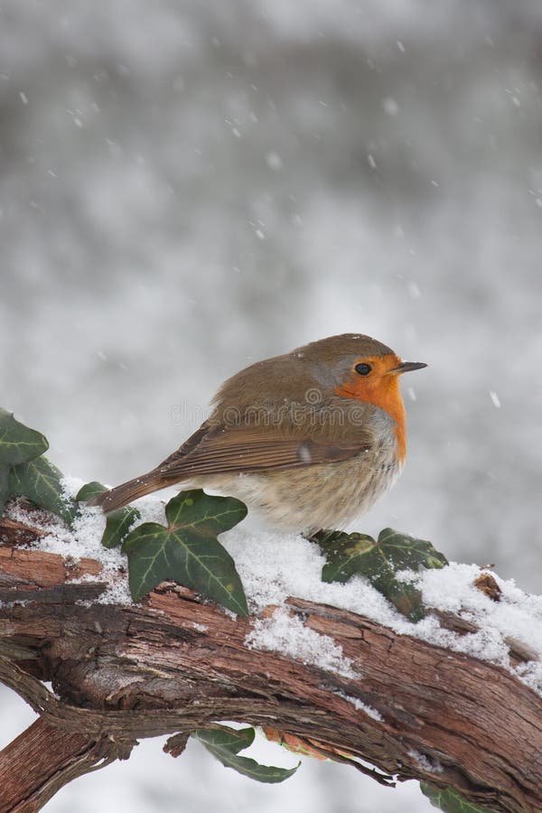 Winter Robin bird stock image. Image of rubecula, close - 35333815
