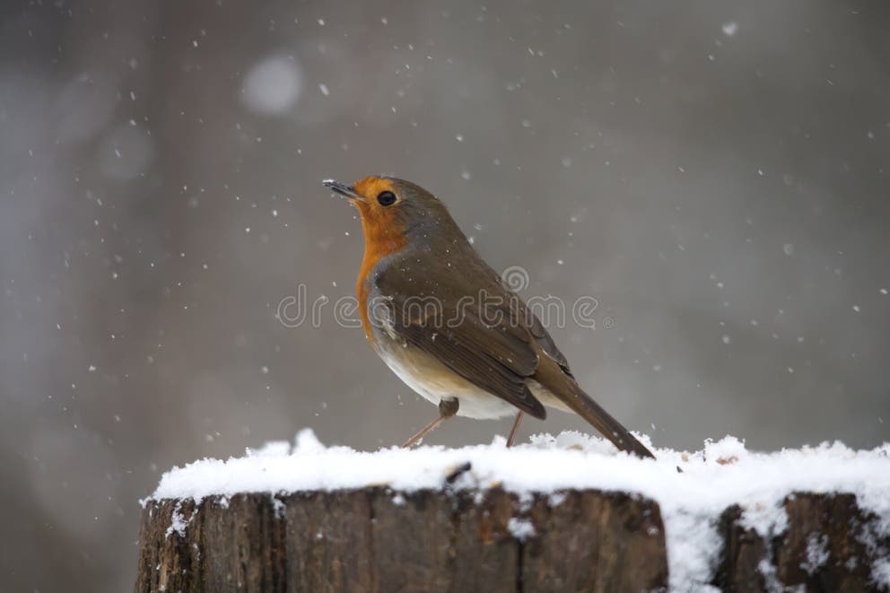 Robin in snow stock image. Image of habitat, frost, cute - 30870381