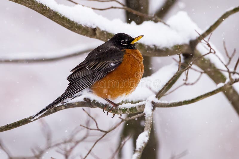 Robin in the snow stock image. Image of tree, seasonal - 140914885