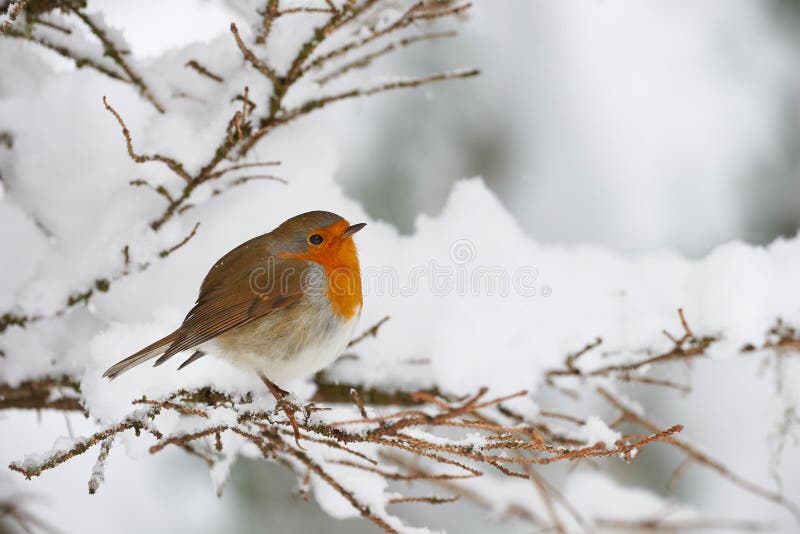 Robin in the snow stock image. Image of perched, cold - 46608629