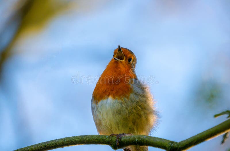 Robin Songbird on the Branch Stock Photo - Image of outdoors, perched ...