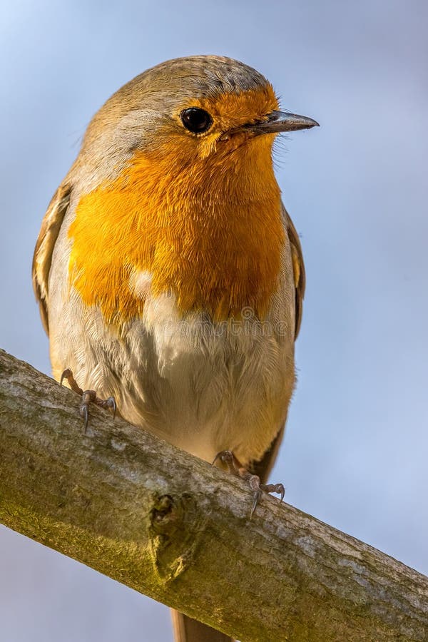 A Robin Songbird Sitting on a Branch of a Tree at a Warm and Sunny Day ...