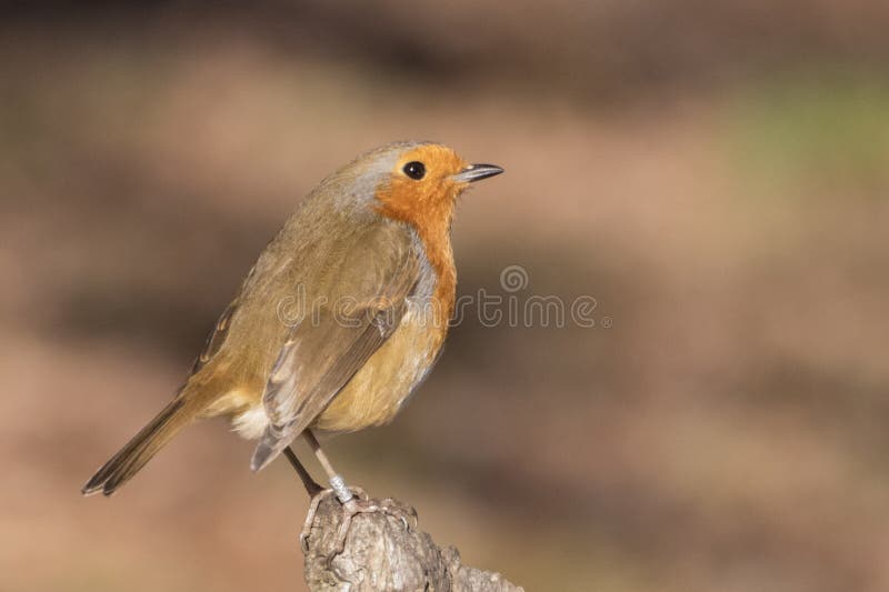 A Robin on Southampton Common Stock Image - Image of tiny, feathers ...