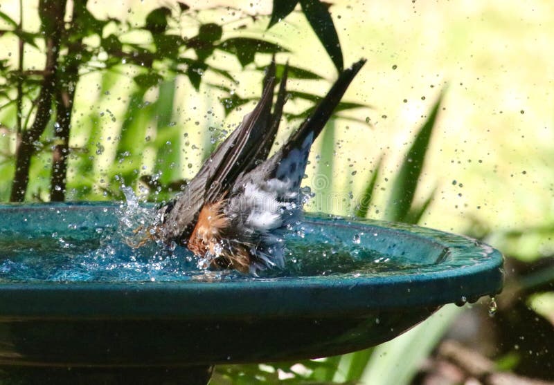 A Robin Splashing in Bird Bath Stock Photo - Image of droplets, beak ...