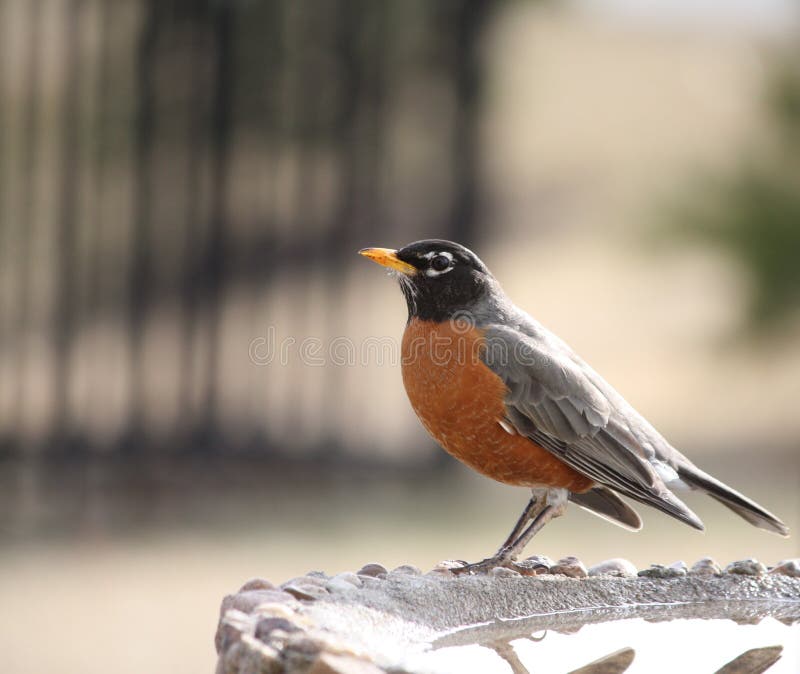 Robin in Spring stock image. Image of birds, fauna, feathers - 60986469
