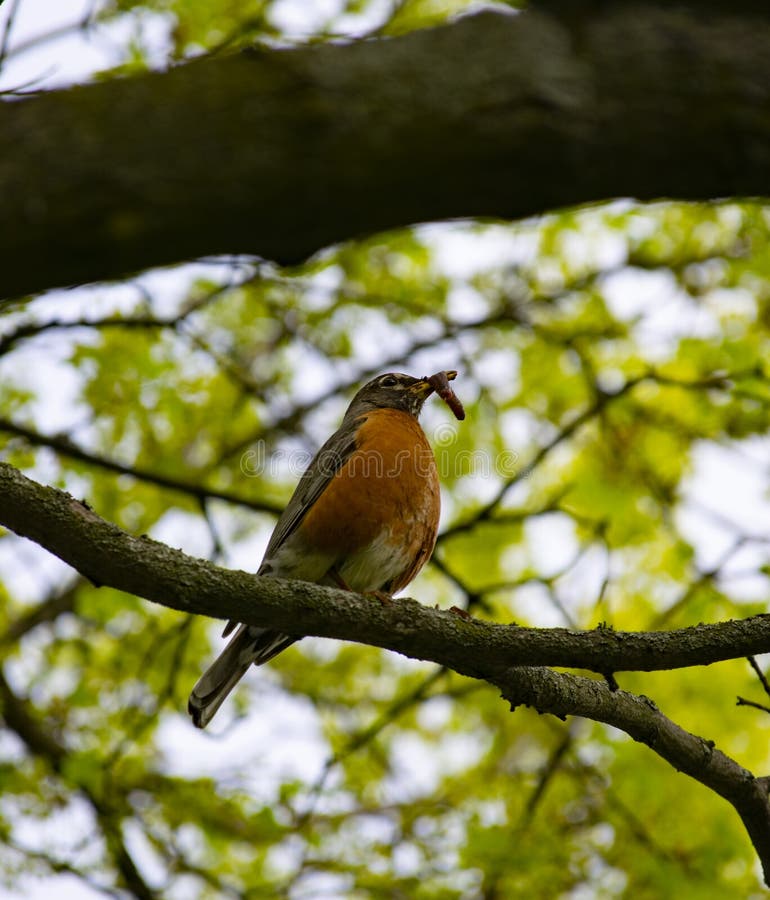 Lone Robin Bird Stock Photos - Free & Royalty-Free Stock Photos from ...
