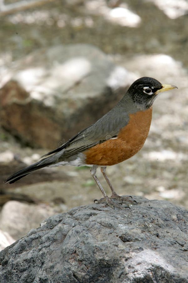 Robin in spring stock image. Image of seeds, breast, feed - 89710635