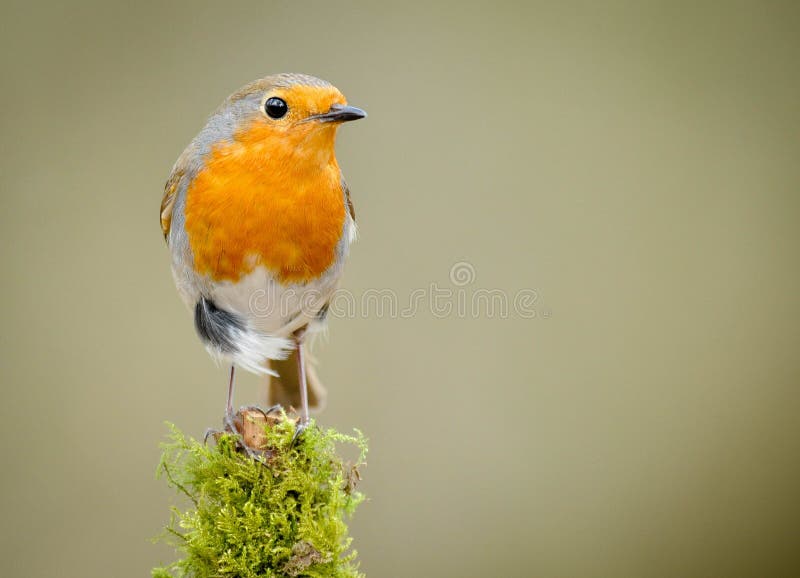272 Rose Robin Photos - Free & Royalty-Free Stock Photos from Dreamstime