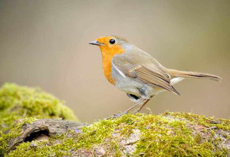 Robin stock photo. Image of feather, sharp, berries, interesting - 52670296