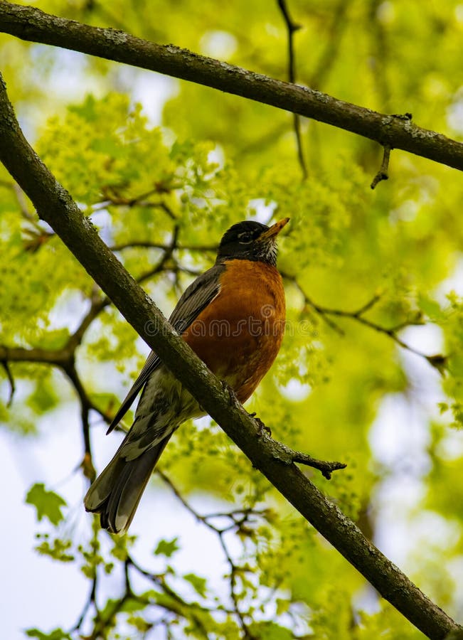 Lone Robin Bird Stock Photos - Free & Royalty-Free Stock Photos from ...