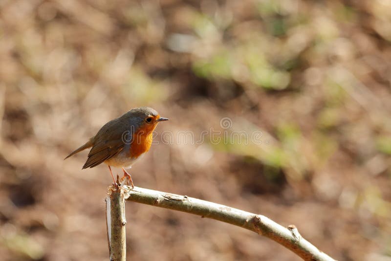 Robin in the spring stock image. Image of songbird, trees - 112948789