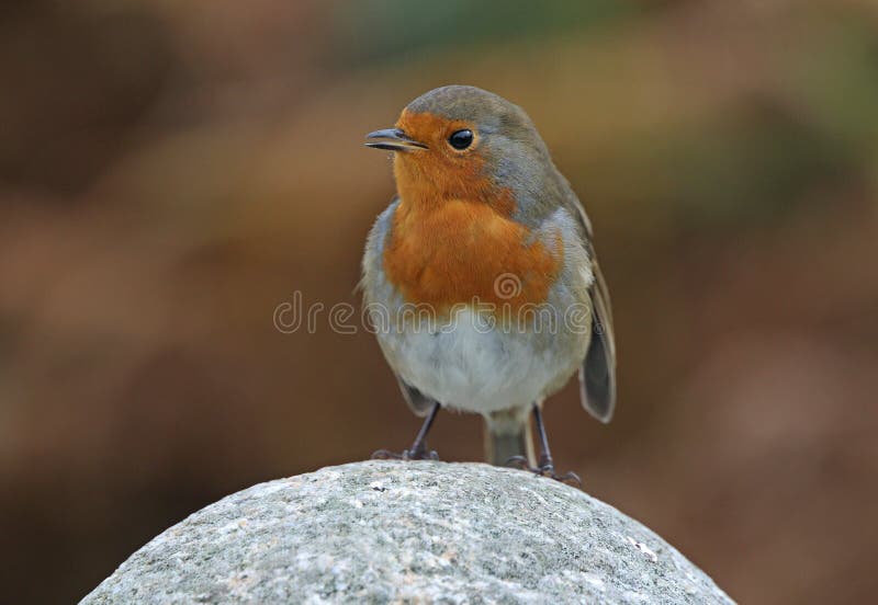 Robin stock photo. Image of plumage, songbird, avian - 260704748