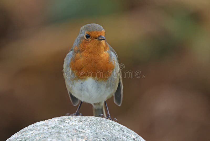 Robin stock image. Image of feathers, thrush, wildlife - 260704759