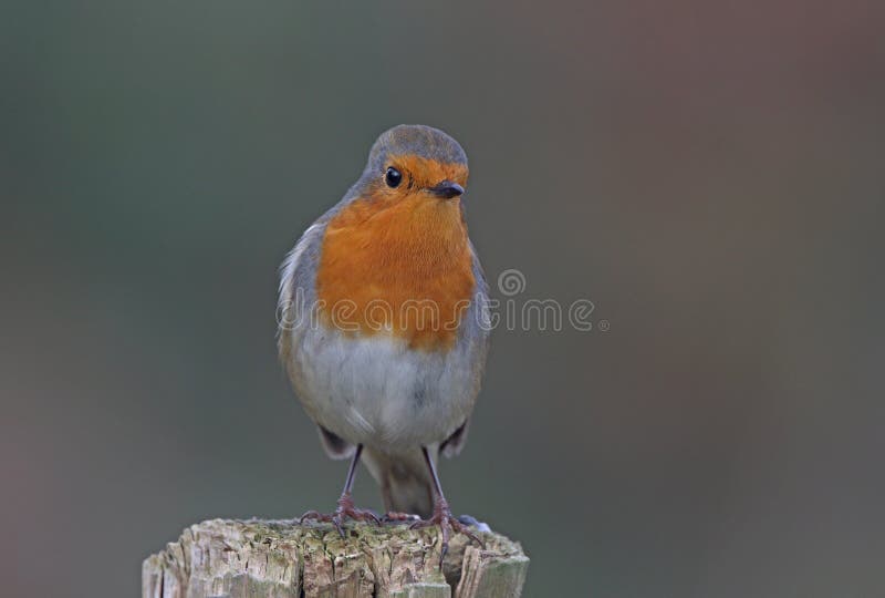 Robin stock photo. Image of songbird, robin, animal - 260704784