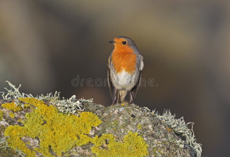 Robin stock image. Image of flying, feathers, birds - 260704813