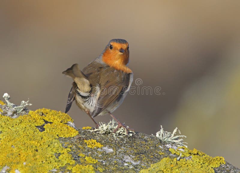 Robin stock photo. Image of feathers, birds, flying - 260704832