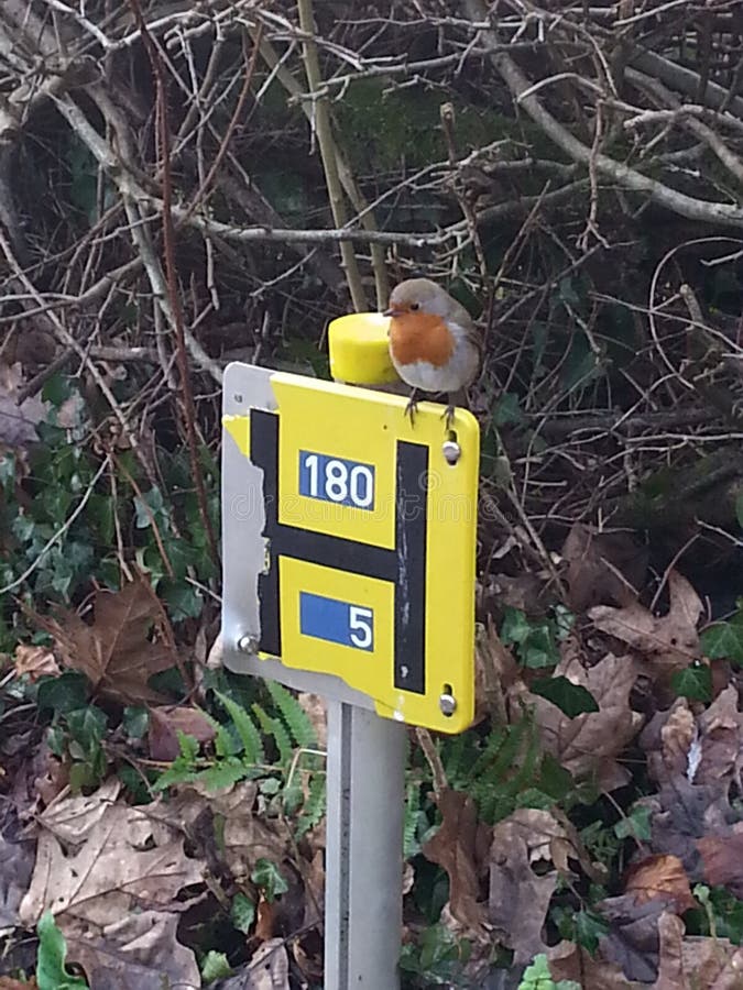 Robin stock photo. Image of welsh, fagans, museum, five - 52652118