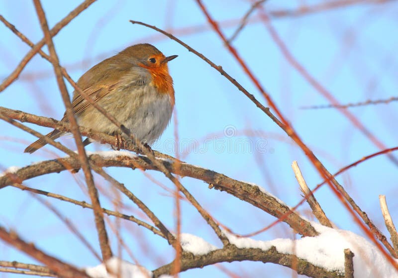 Robin standing on branch stock image. Image of rubecula - 17680825