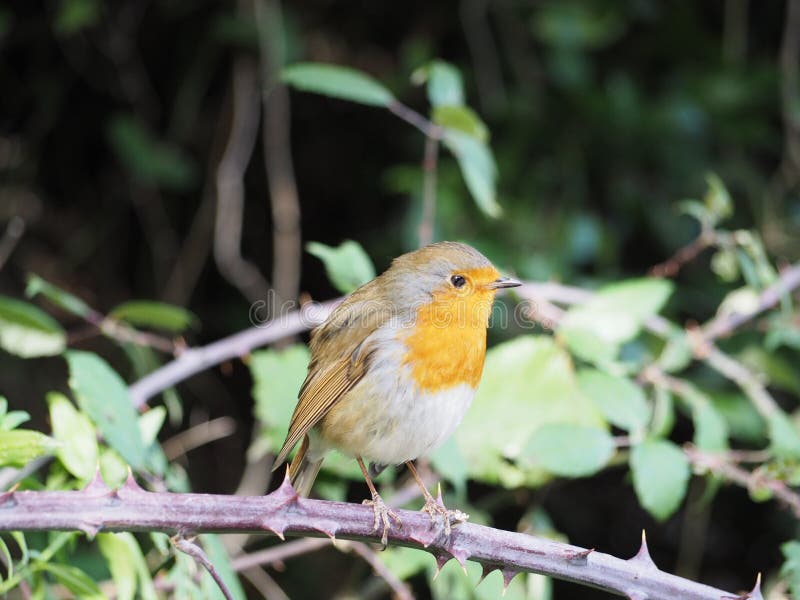 Robin standing on a branch stock image. Image of wild - 175087245