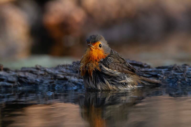 Robin standing on a branch stock photo. Image of elegant - 141179166