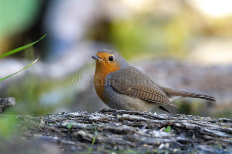 Robin standing on a branch stock photo. Image of friendship - 141179366